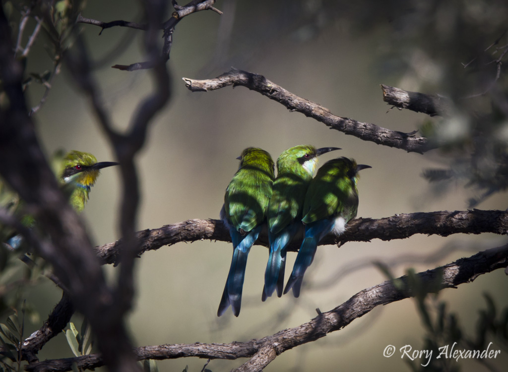 A family of Swallow-tailed Bee-eaters – Rory Alexander Photography